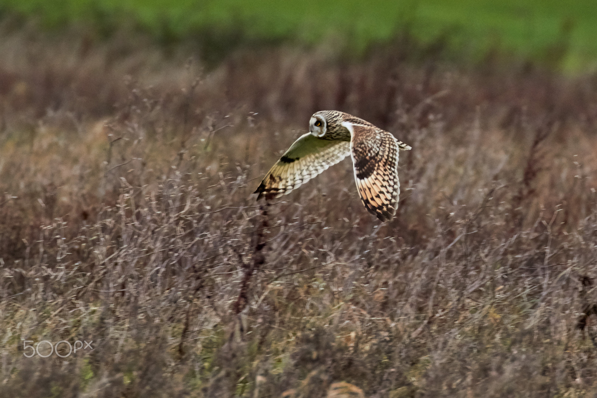 Short Eared Owl @ Uphill by Andrew Falconbridge | 500px