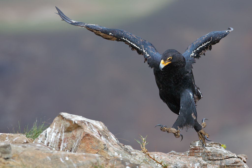 Do the Mambo by Ettienne Van Niekerk | 500px