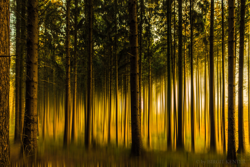 forest in sunlight by Birgit Kenter / 500px