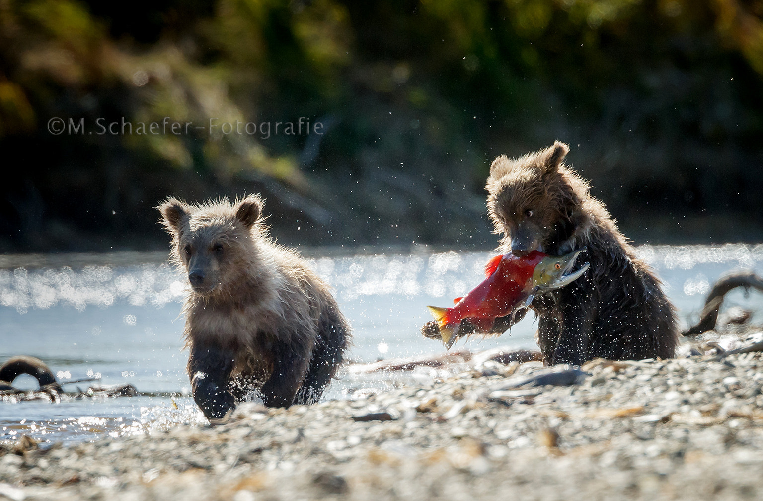 Big fish or small cub??? by Menno Schaefer / 500px