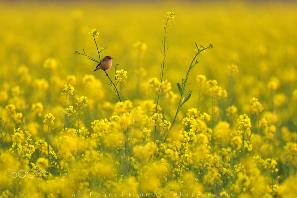 Atif Saeed (matif) Photos / 500px