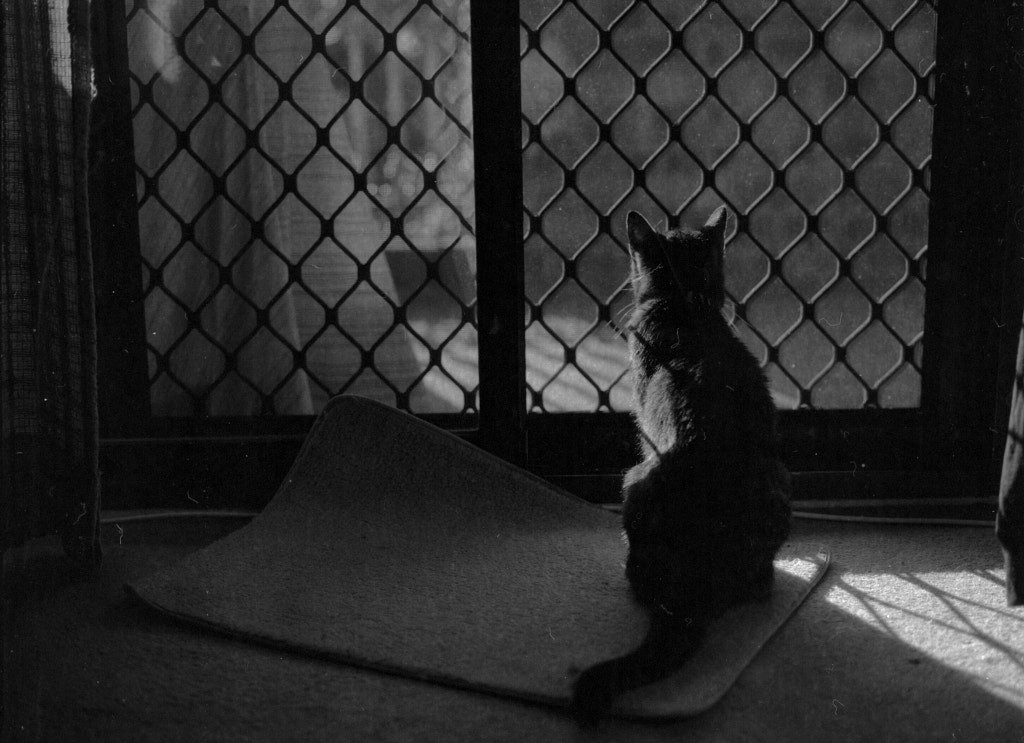 Beyond The Cage by James Cook / 500px