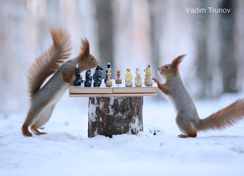 Chess players by Vadim Trunov / 500px