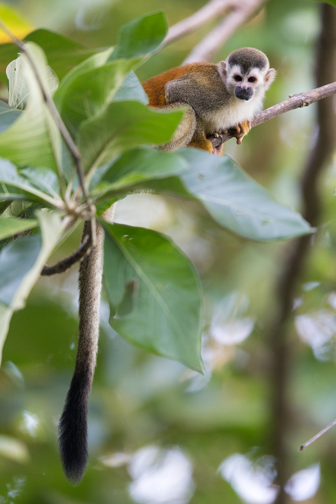 Titi Monkey by Igor Altuna / 500px
