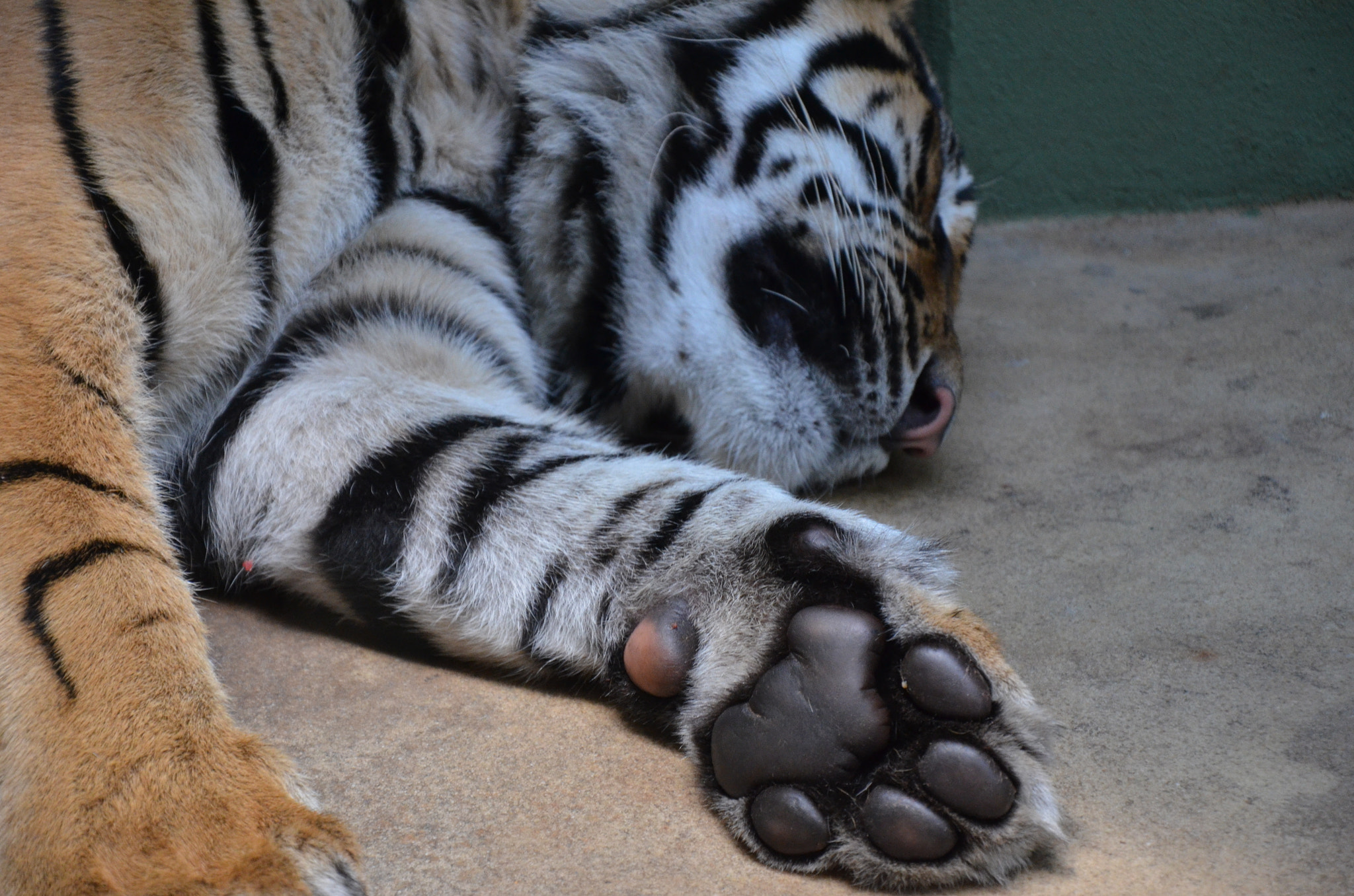 Tiger paw by Dan Rieger / 500px