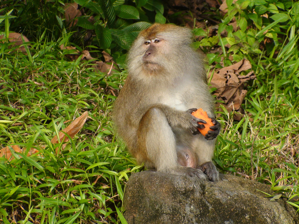 Monkey with carrot by Sergey Lukashin / 500px