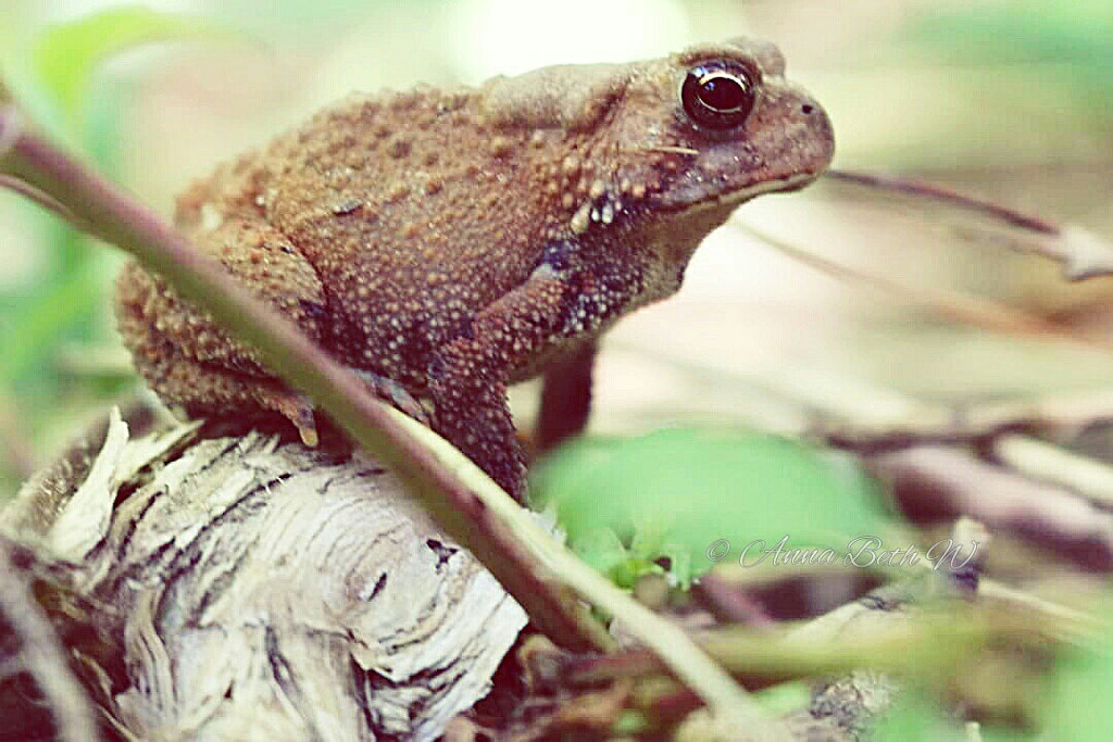 The Log Frog by Anna Beth / 500px