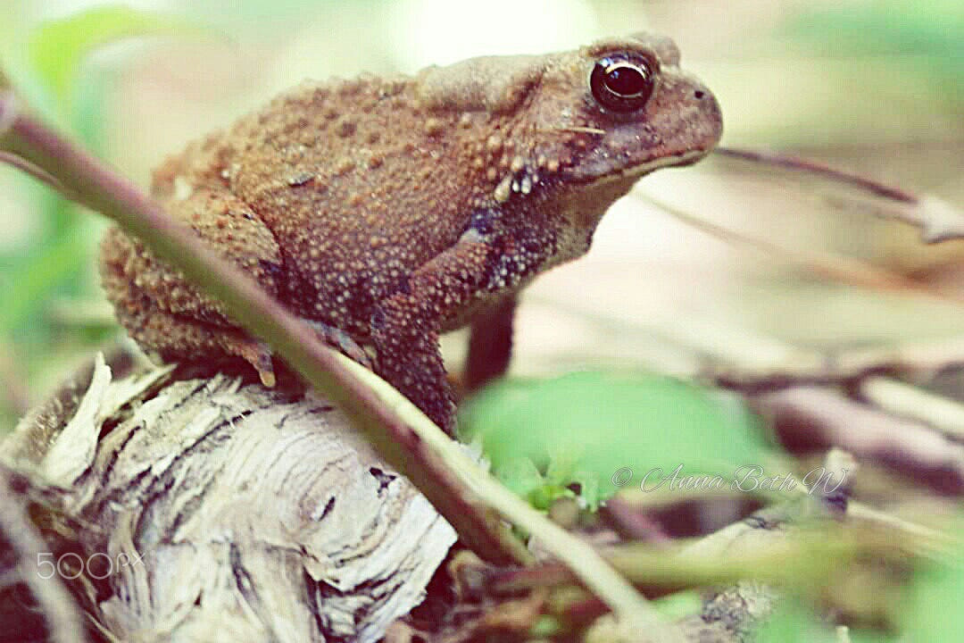 The Log Frog by Anna Beth / 500px