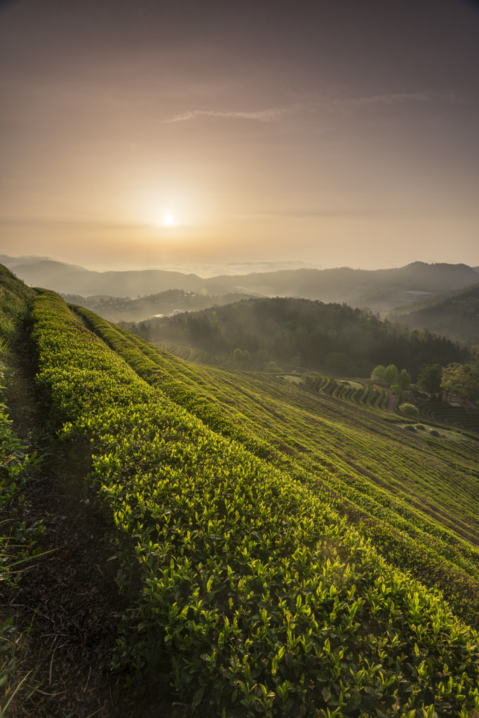 Green tea field by Tei Kim / 500px