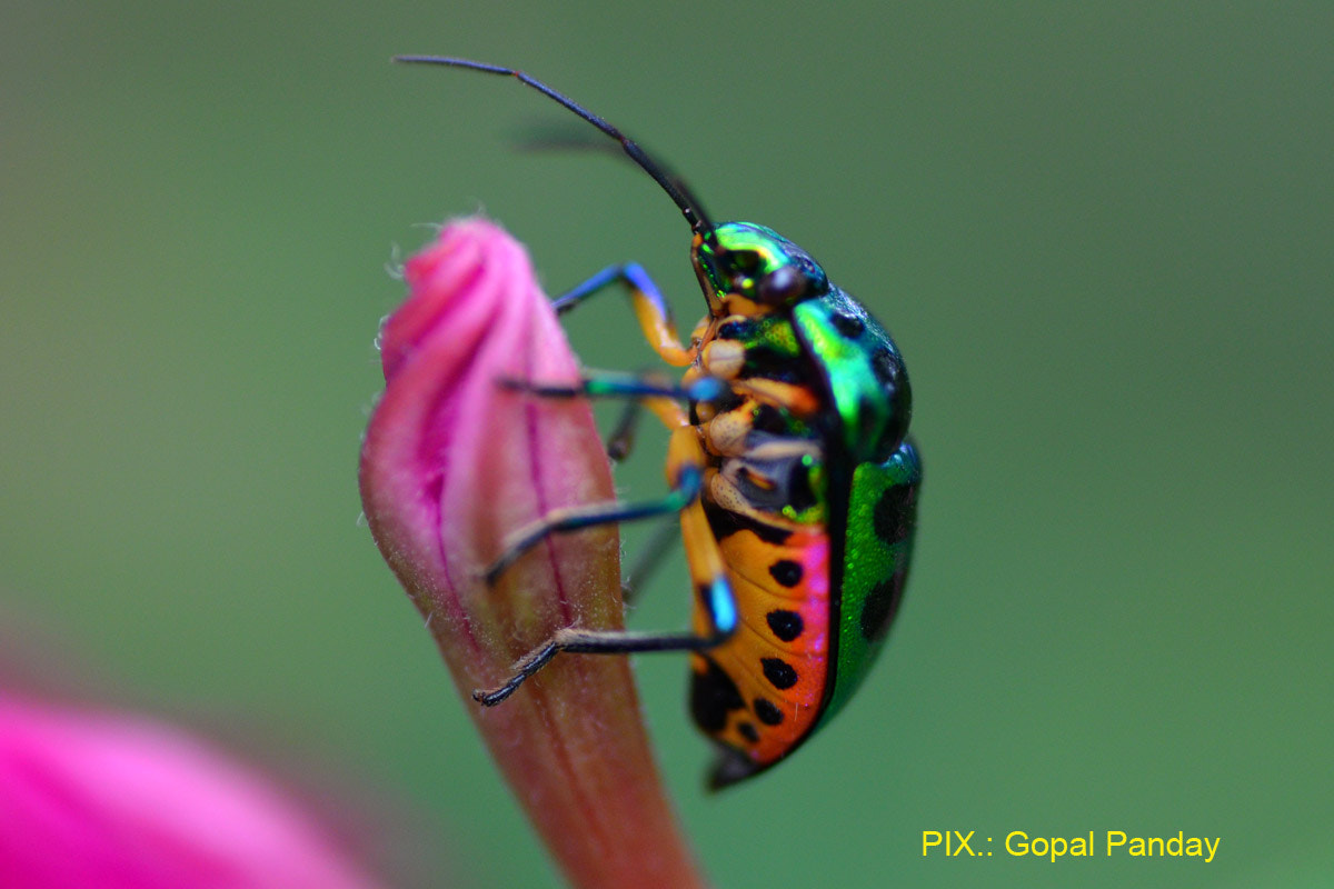 Golden Green Metallic Jewel Beetle from India by Gopal Panday - Photo ...