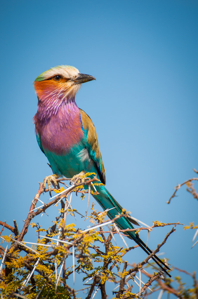 Purple beauty, Chobe Botswana by Simon van Ooijen / 500px