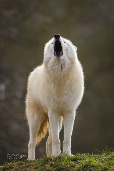 Arctic Wolf by Stuart Shore | 500px