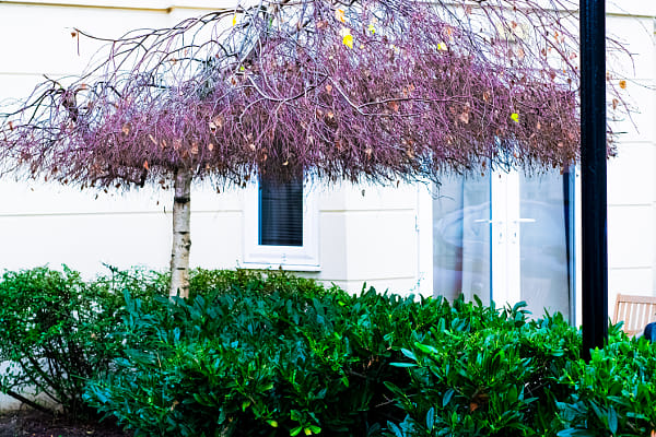 A tree in inner city london housing courtyard by michael ceber | 500px
