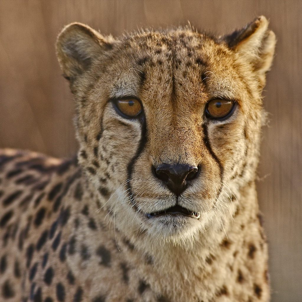 Cheetah Head-shot by Sailesh Panchal / 500px