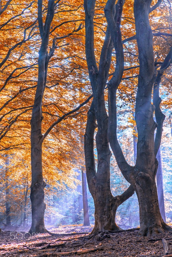 Have a Nice Day by Jan Pranger / 500px