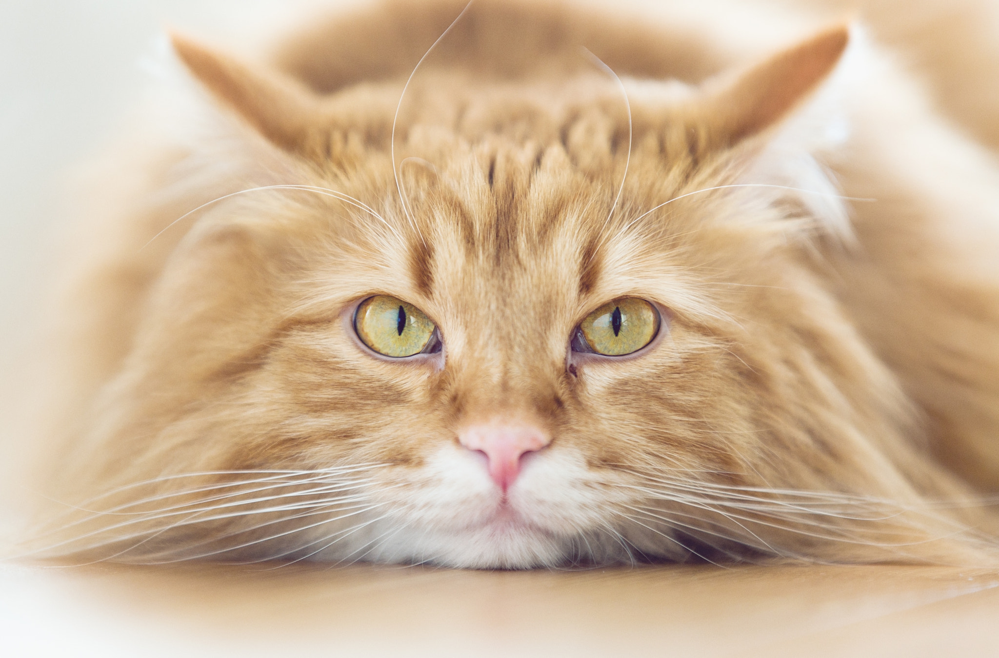 Max by Robert Lipic / 500px