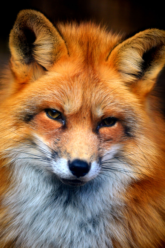 Fox portrait by Korinna Ádám / 500px