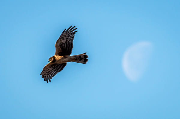 Hawk and Moon by Shih-Yao | 500px