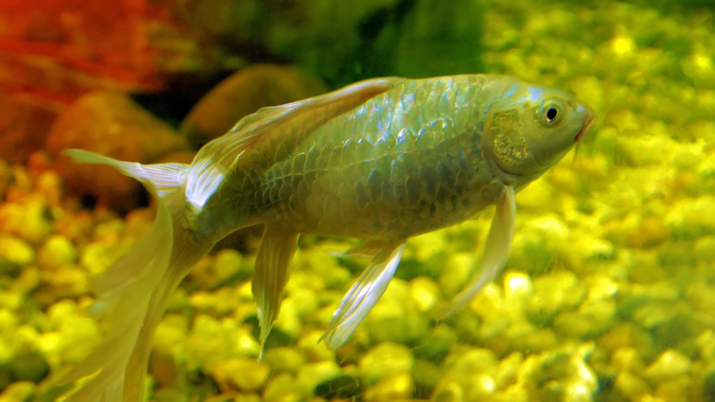 Koi Fish by Khoi Tran Duc / 500px