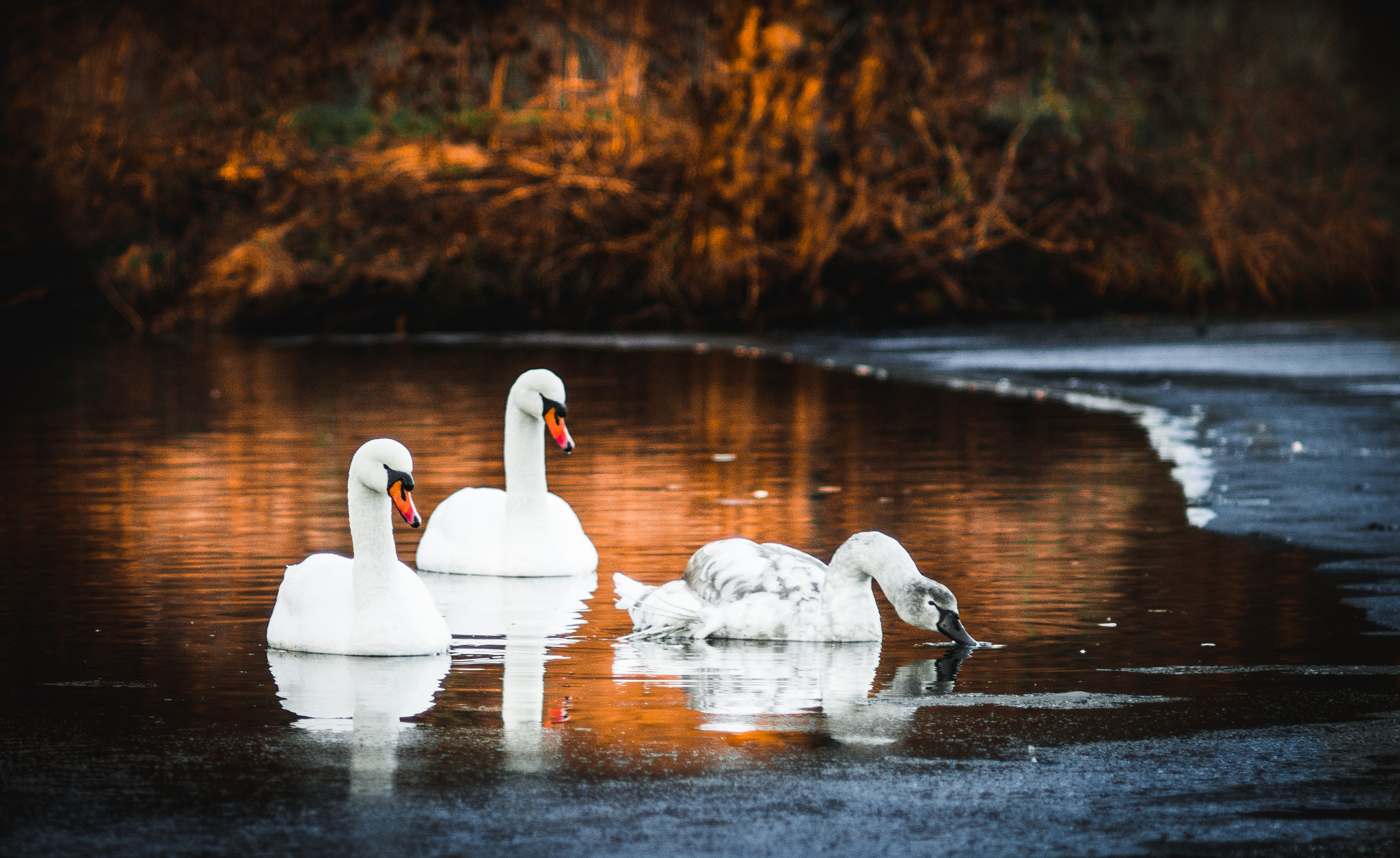The Danish National Bird by Jonas Hartmann / 500px