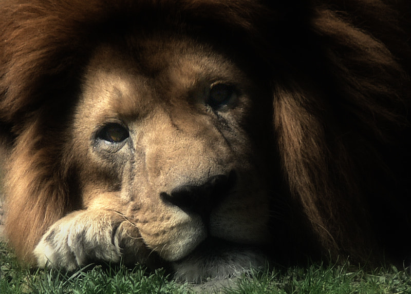 sad lion by Székely János / 500px