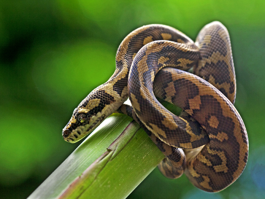 Baby Phyton by Sanya Ad - Photo 13972651 / 500px