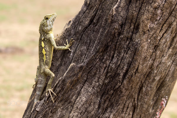 Lizard at Heaven Lake on Orchid Island of Taiwan by Nick Liao | 500px