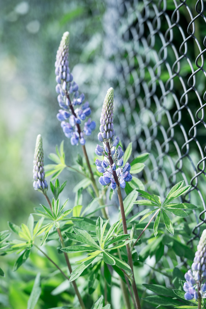 lupine flowers by Natalia Bulatova / 500px