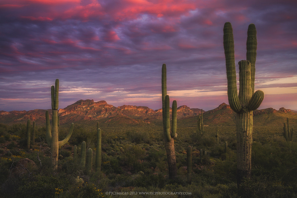 Chopped Liver by Peter Coskun Nature Photography / 500px