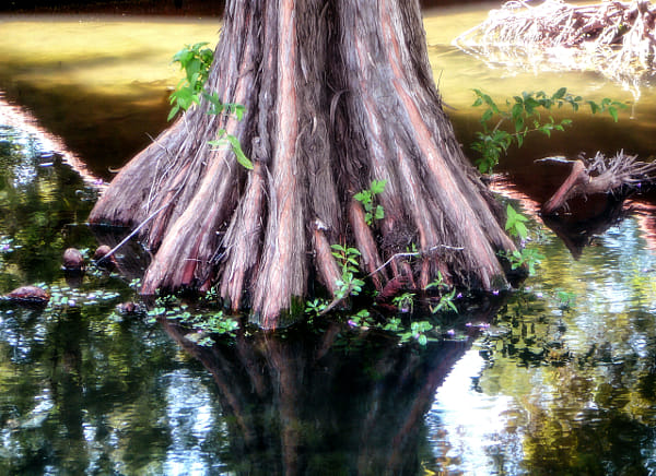 The Swamp by rebecca calzada | 500px