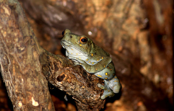 The Frog by rebecca calzada | 500px