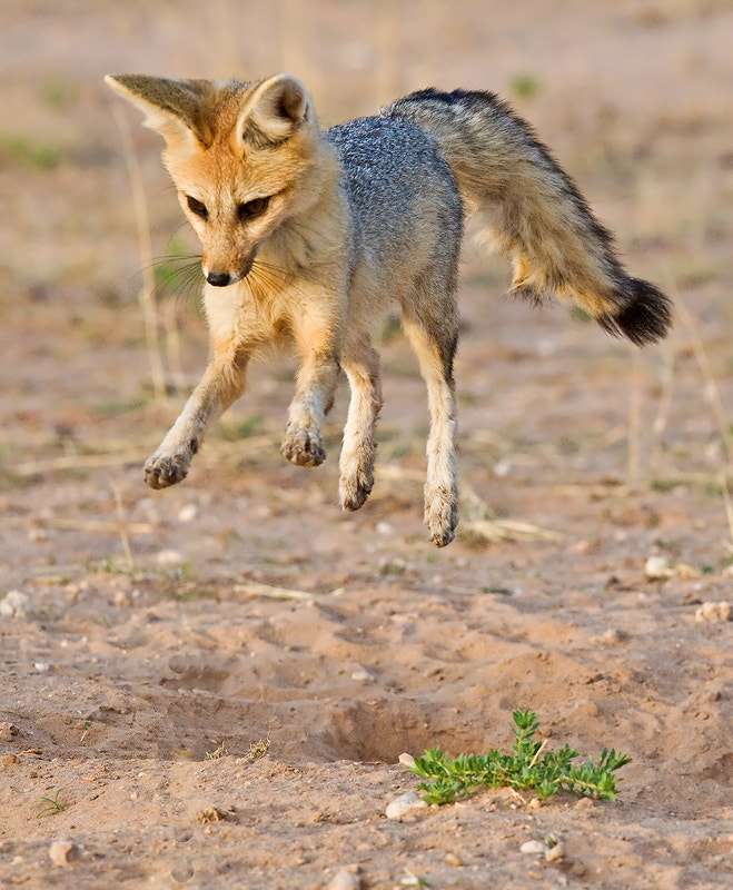 Jumping Fox by Hendri Venter / 500px