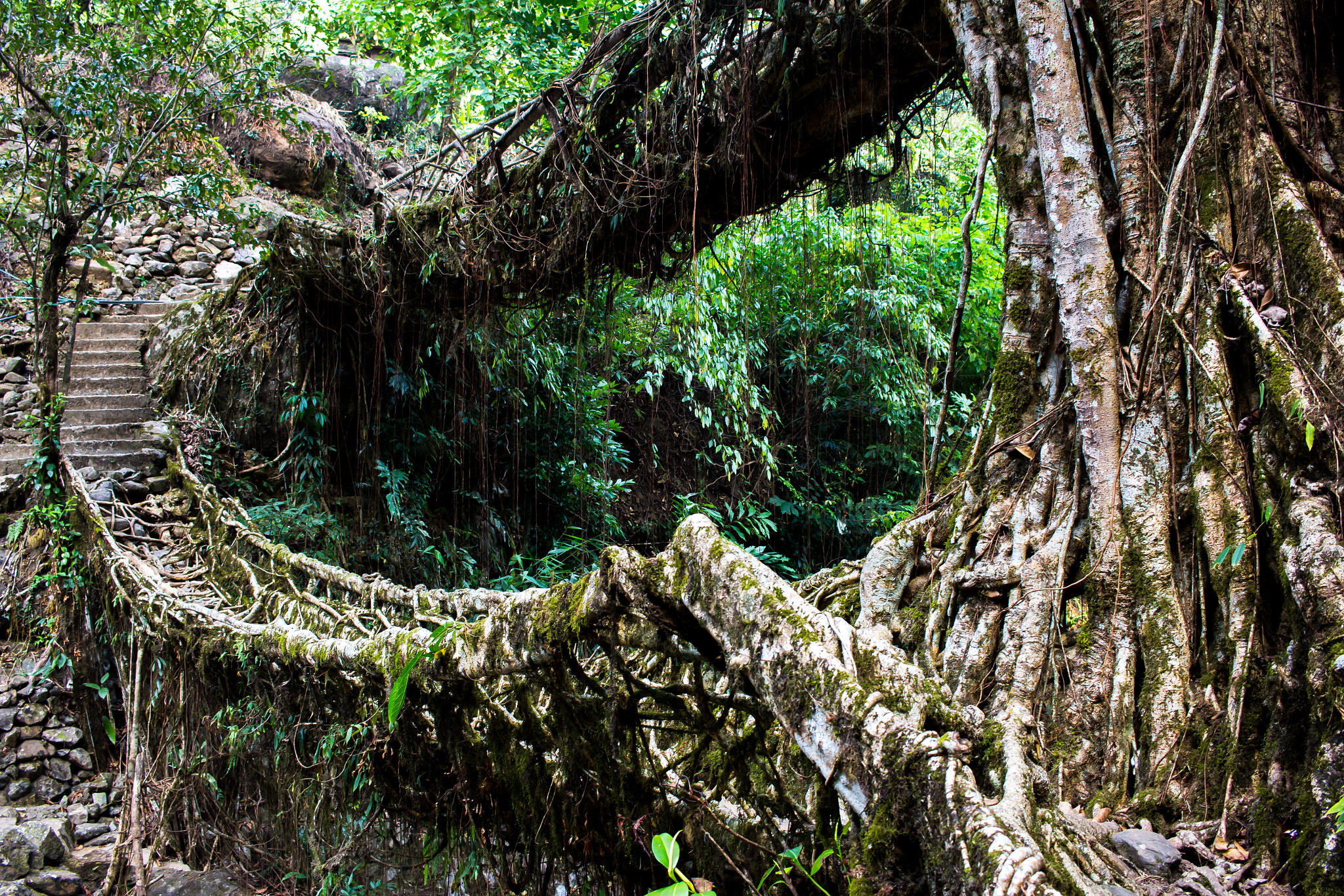 Double decker living root bridge in Cherrapunji by Marcus Fornell / 500px