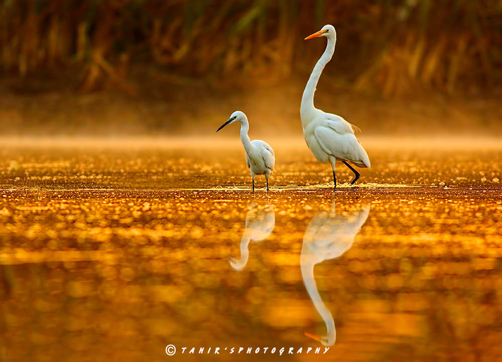 Colors of nature by Nature images / 500px