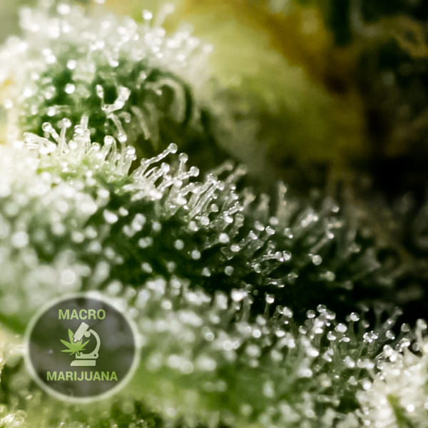Dirty Girl at 6 weeks of flowering by Macro Marijuana | 500px