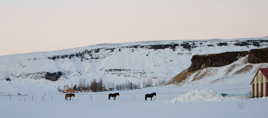 3 Icelandic horses in single file queue by Vani sarvananthan / 500px