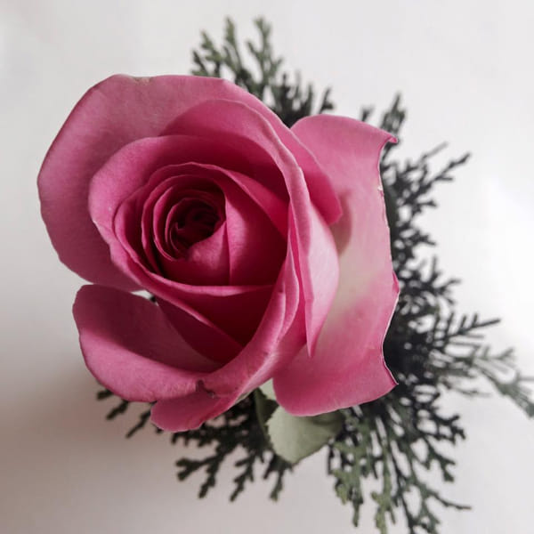 Rose by Marta Martinez | 500px