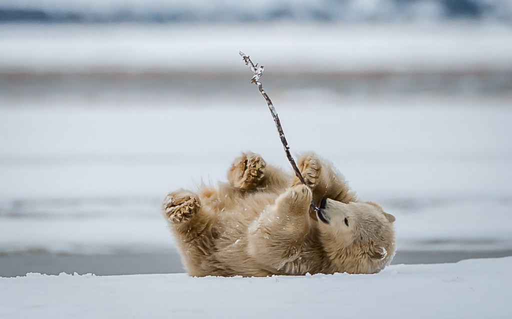 Polar Bear Cub playing with stick by Mark Girard / 500px