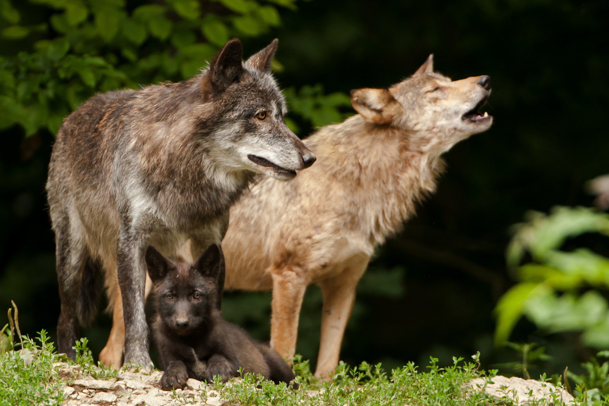 The Wolf Family by Sven Dannhäuser - Photo 14315563 / 500px