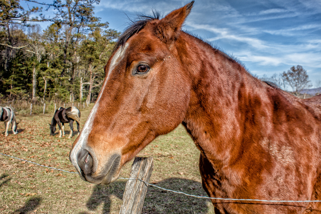 Wild Horse in Smoky Mountain National Park by Peter Ciro / 500px