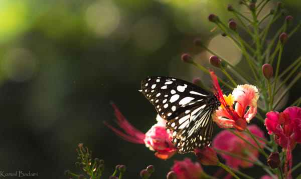 Butterfly by Komail Abbas Badami | 500px