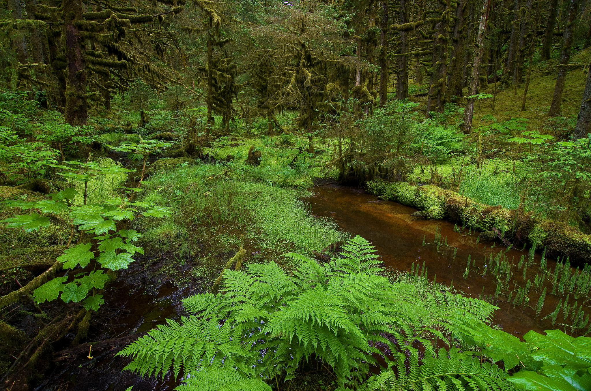 Temperate rainforest, Kodiak Alaska 120731 022a by Mike Haskins - Photo ...