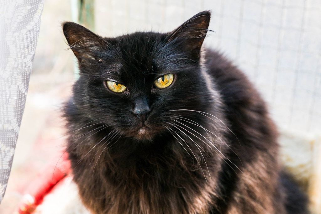 Yeah I'm black, what else? by Bistrian IOSIP / 500px