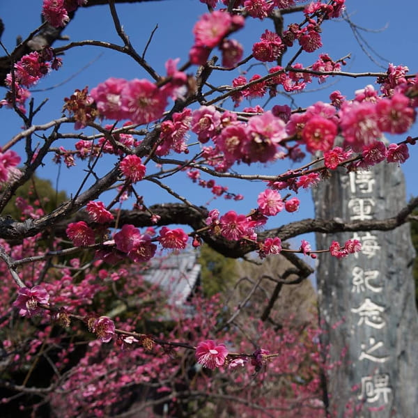 Shogun Plum blossom 将軍梅 宮ノ陣神社 #flower #shrine #blossom #shogun #history ...
