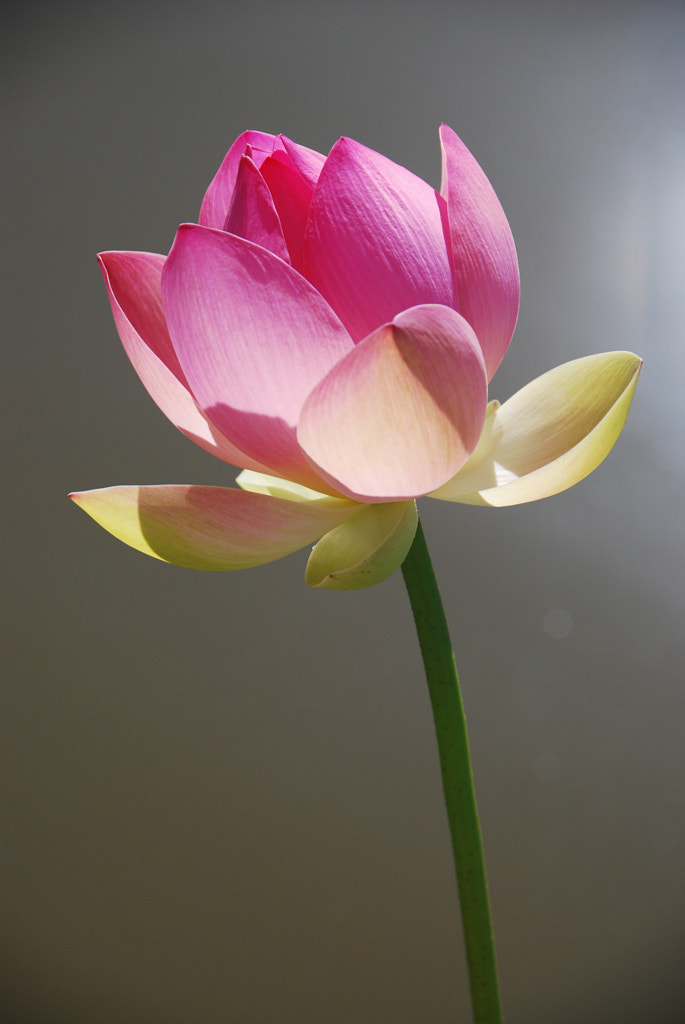 Fleur de lotus.JPG by Pascal Fal / 500px
