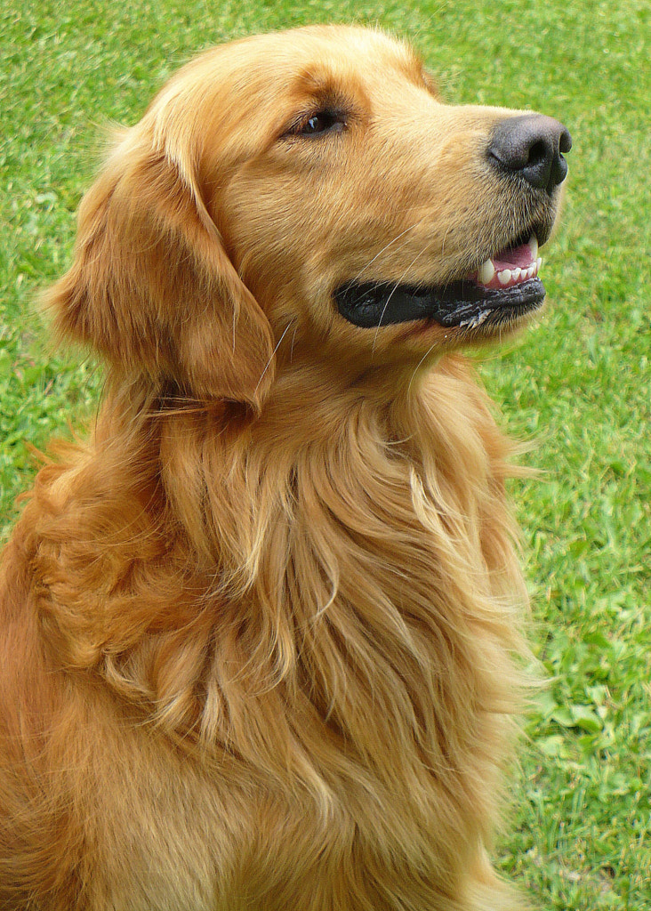 Max The Wonder Dog #2 by Mark Riesenbeck / 500px