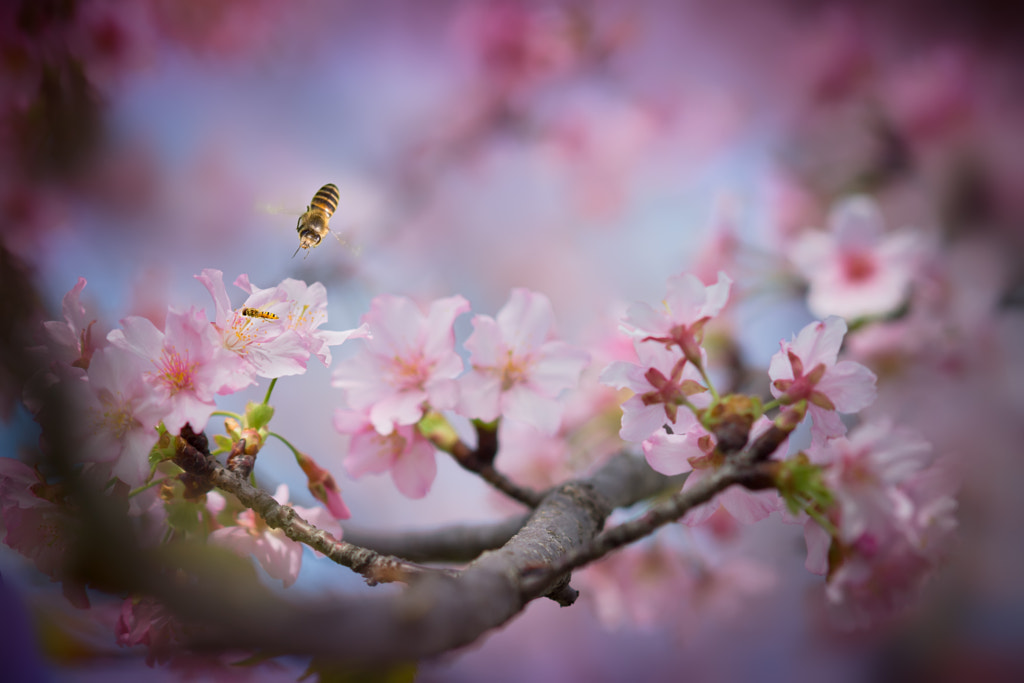 With Spring Blossoms ～ by FuYi Chen / 500px