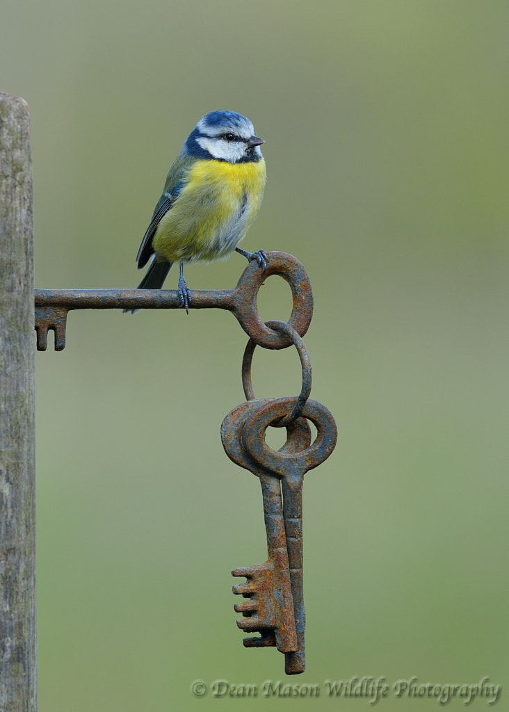 Blue Tit on Gate Keys by Dean Mason / 500px