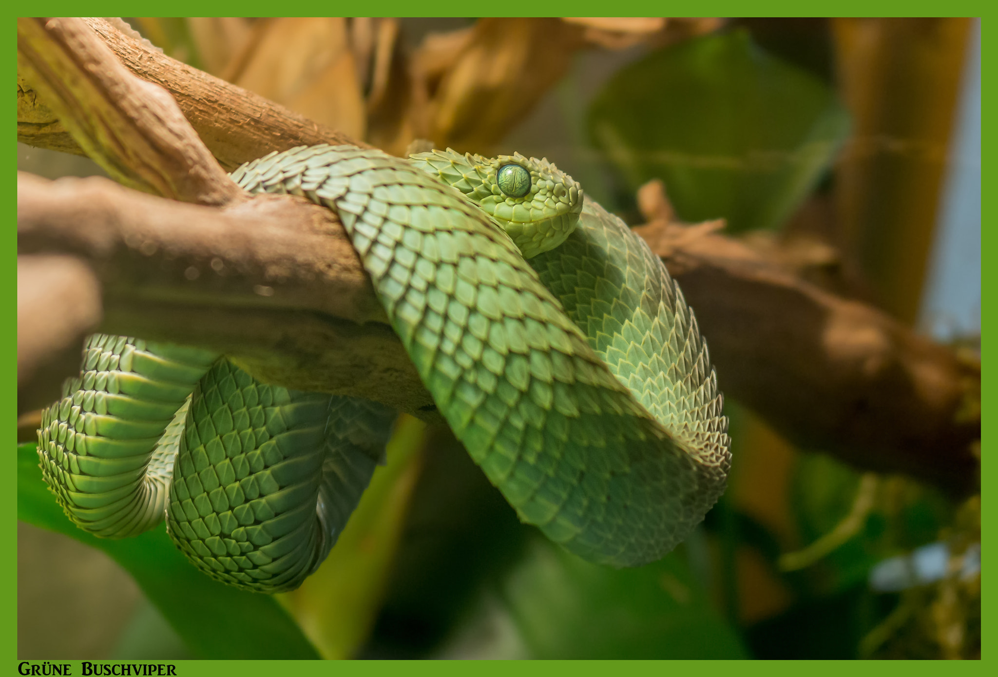 Green Bush Viper by Bjoern Ruhwedel / 500px