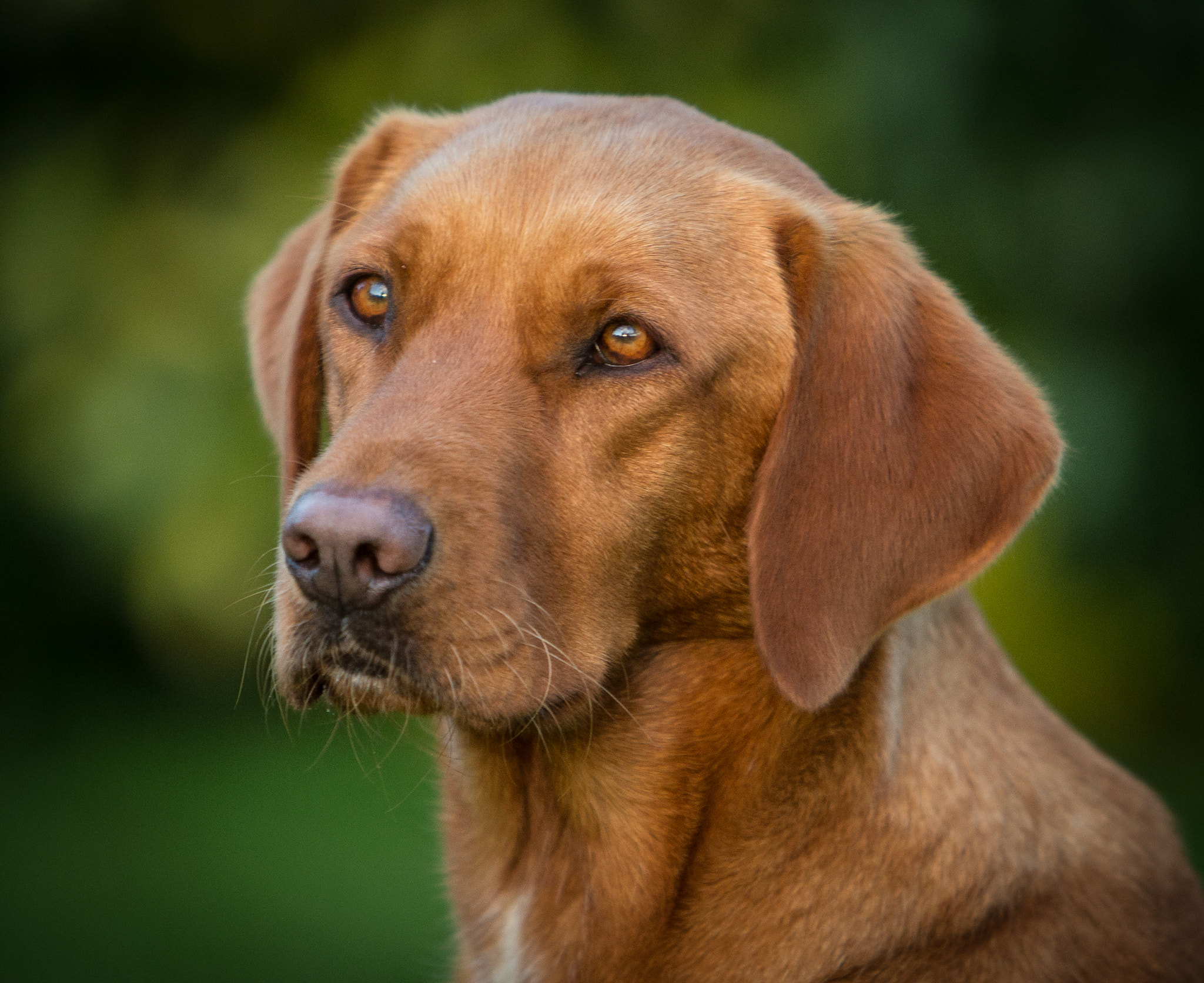 Fox Red Labrador by Brian Scott / 500px